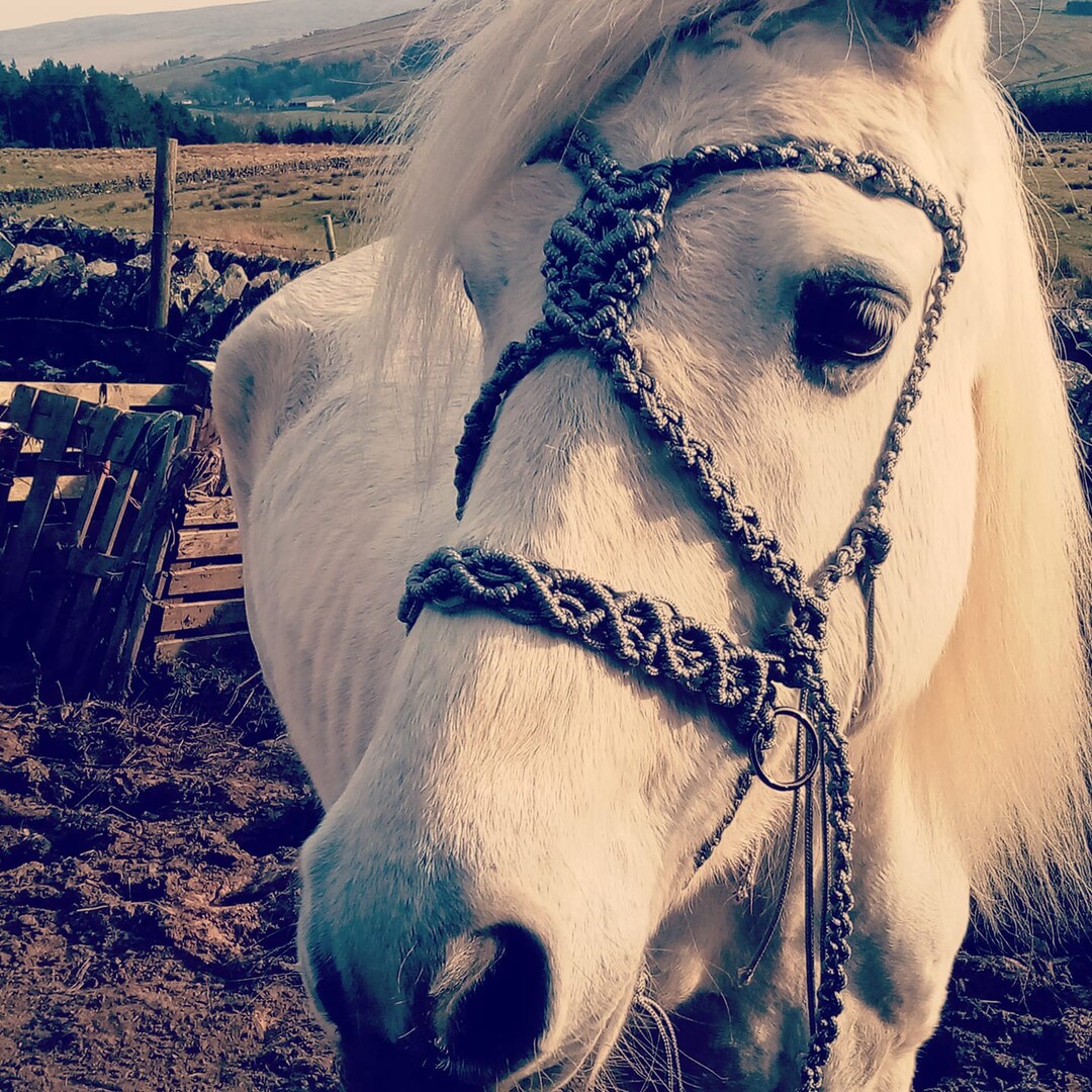 Made to Order- GOT Ornate Vegan War Horse Bitless Sidepull Bridle and ...