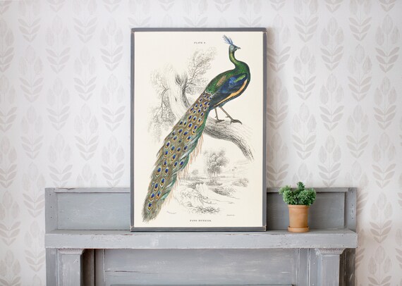 Vintage Peacock Print Wall Art Living Room Wood Sign Etsy