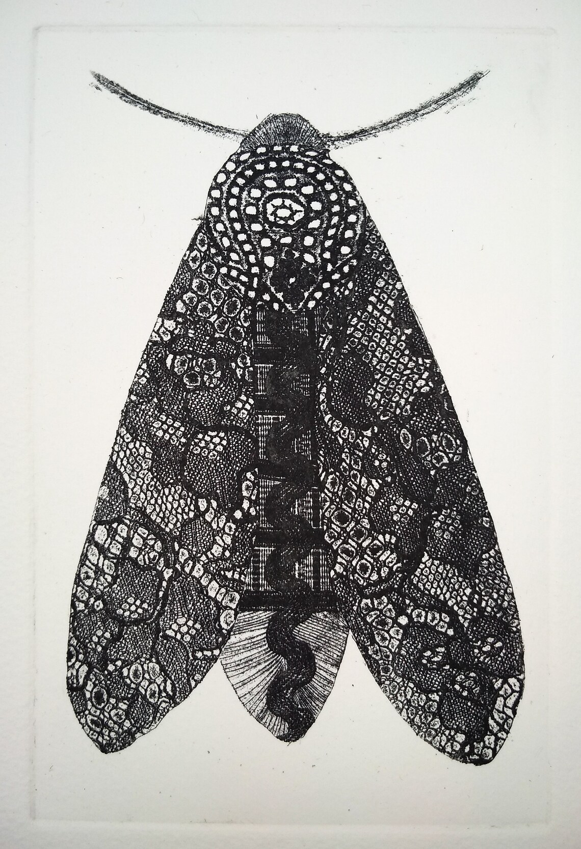 Moth Print. Handmade limited edition etching | Etsy