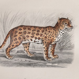 1879 Jaguar, Panther, Leopard - Original Steel Engraving Plate From ...