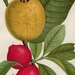 Guava - ORIGINAL PRINT Out of the Book "report of the Secretary of ...