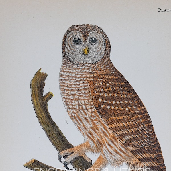 Barred Owl - Etsy