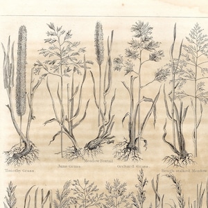 Study of Grass - "facts for Farmers" Published 1873 - Original Print ...