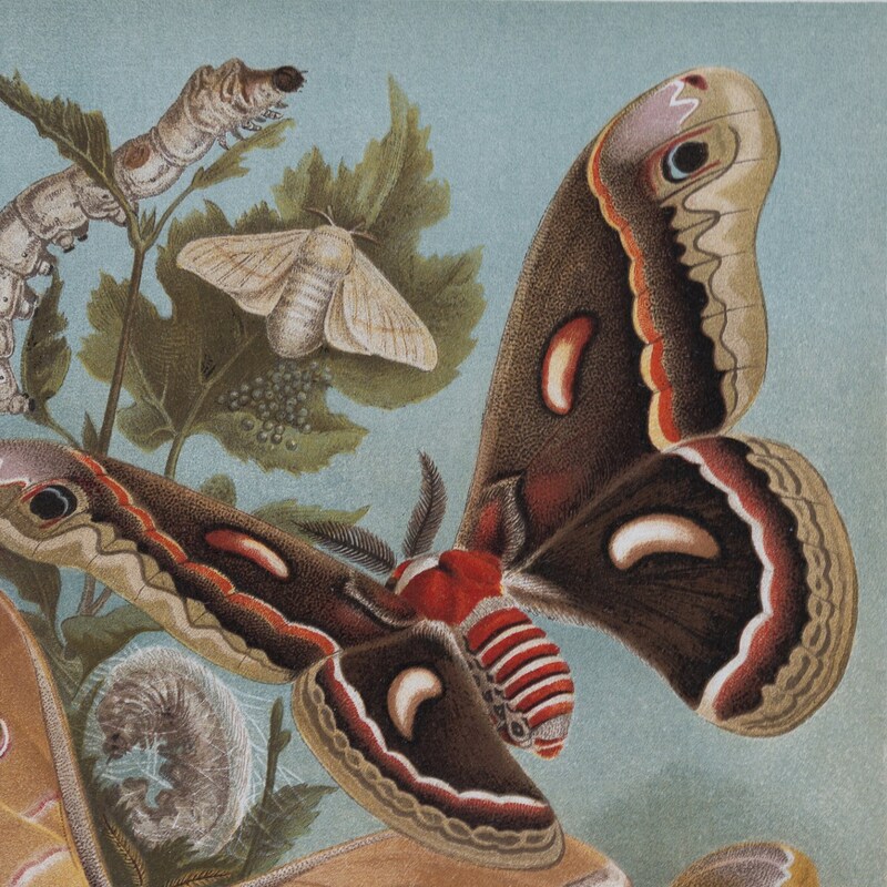 Antique Moth Print - Etsy