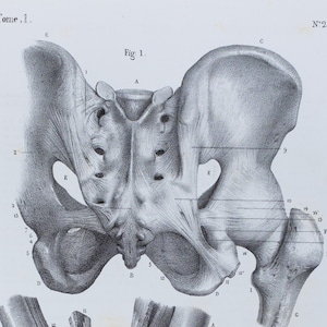 Knee Joints - RARE ORIGINAL PRINT From Atlas D'anatomie Descriptive Du ...