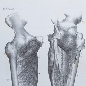 External Obturator and Abductor Major Muscles RARE ORIGINAL - Etsy