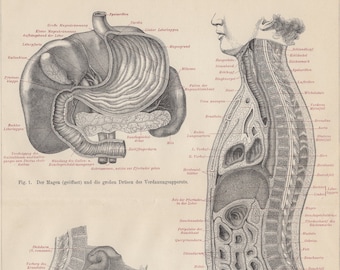 Human Anatomy / Intestines Entrails Bowels Guts Original | Etsy