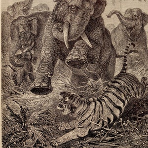 tiger attack elephant full