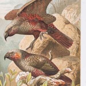 Nestor Parrot - Rare Original Old Chromolithograph From 1890 "brehm's ...