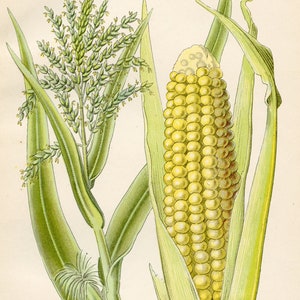 Maize Corn an Original Lithography Page Taken From the Dutch - Etsy