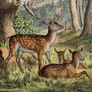 1858 European Fallow Deer - Rare Plate - Hand Colored Original, Old ...