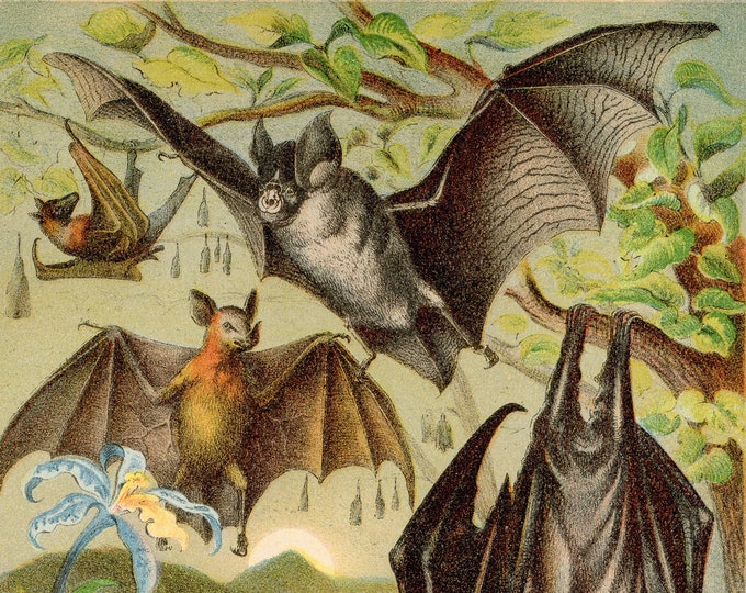 Common Bat, Vampire Bat, Fruit Eating Bat, Dog Headed Bat - Original ...