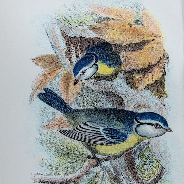 Blue Titmouse - Etsy