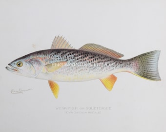 Weak Fish or Squeteague cynoscion Regale Original Lithograph by Sherman ...