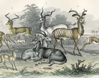 1856 Rare Antique Original Dogs Hounds Print History of Earth - Etsy