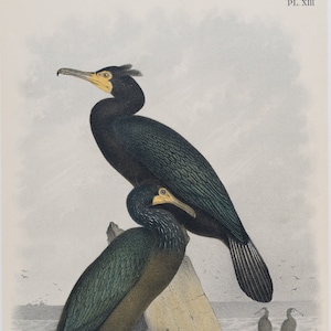 1878 Double-crested Cormorant Bird . Original Print Chromolithograph ...