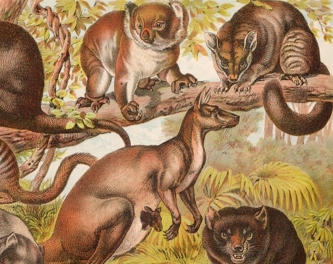 GANZ Webkinz Tree Kangaroo // New With Sealed Code - Etsy