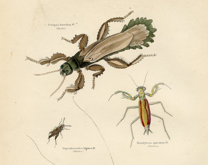 Orthopterous Insects- Exquisite Plate - RARE ORIGINAL PRINT From ...