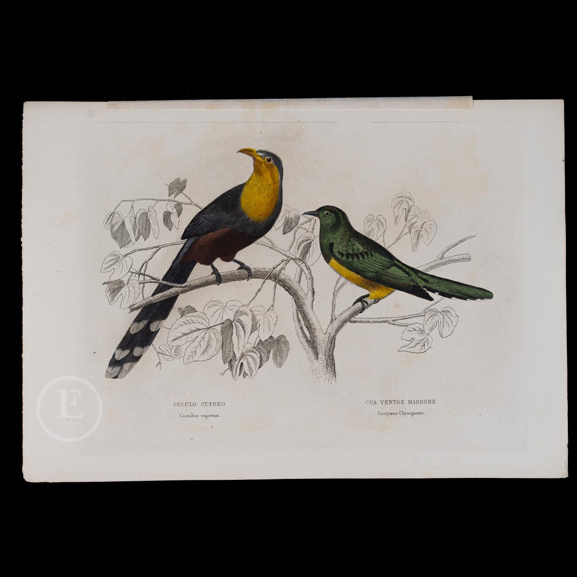 1875 CUCKOOS (eurasian Cuckoo and Chesnut Billed Cuckoo) - Hand-colored ...