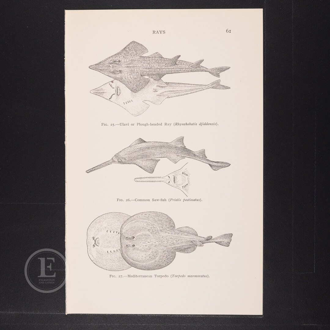 Rays: Ulavi or Plough-headed / Saw-fish / Torpedo Original - Etsy