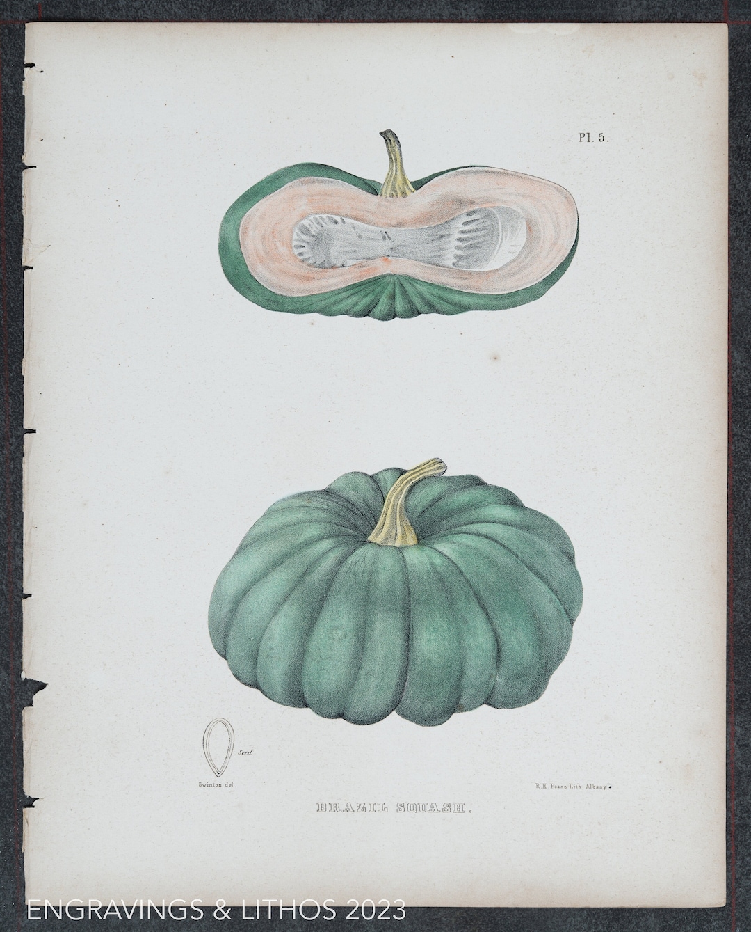1849 Brazil Squash - Very RARE Original Chromolithography From the Book ...