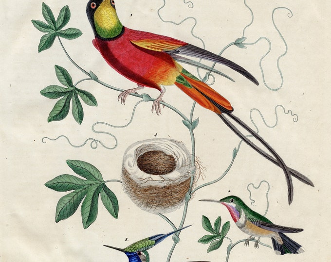 Hummingbirds: Ruby-throated, Allen’s Hummingbird - Extremely Rare, Hand ...