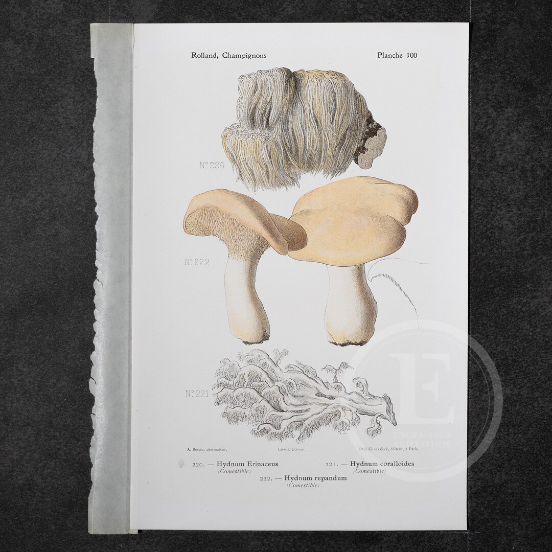 1910 Bull Mushroom, Coral Tooth Fungus, Wood Urchin – Color Lithograph ...