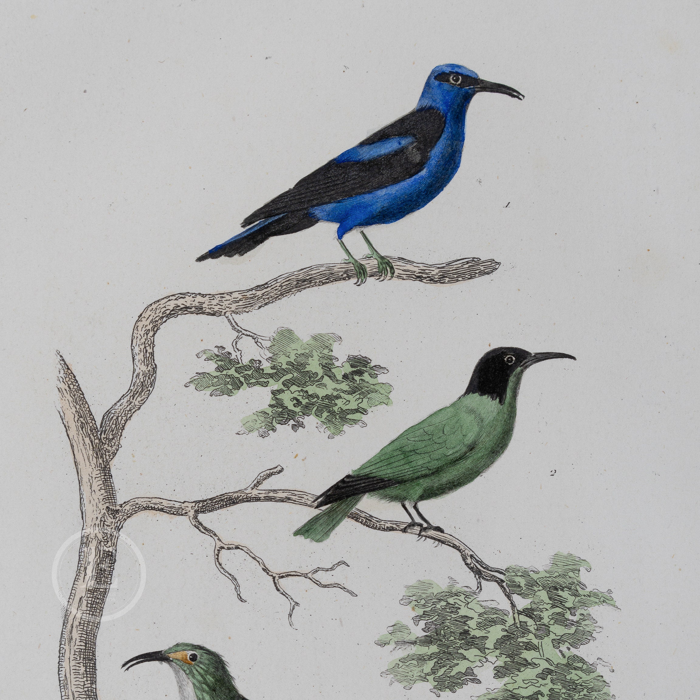 1845 BEE-EATERS: Spotted, Green, Black-violet -authentic Steel ...