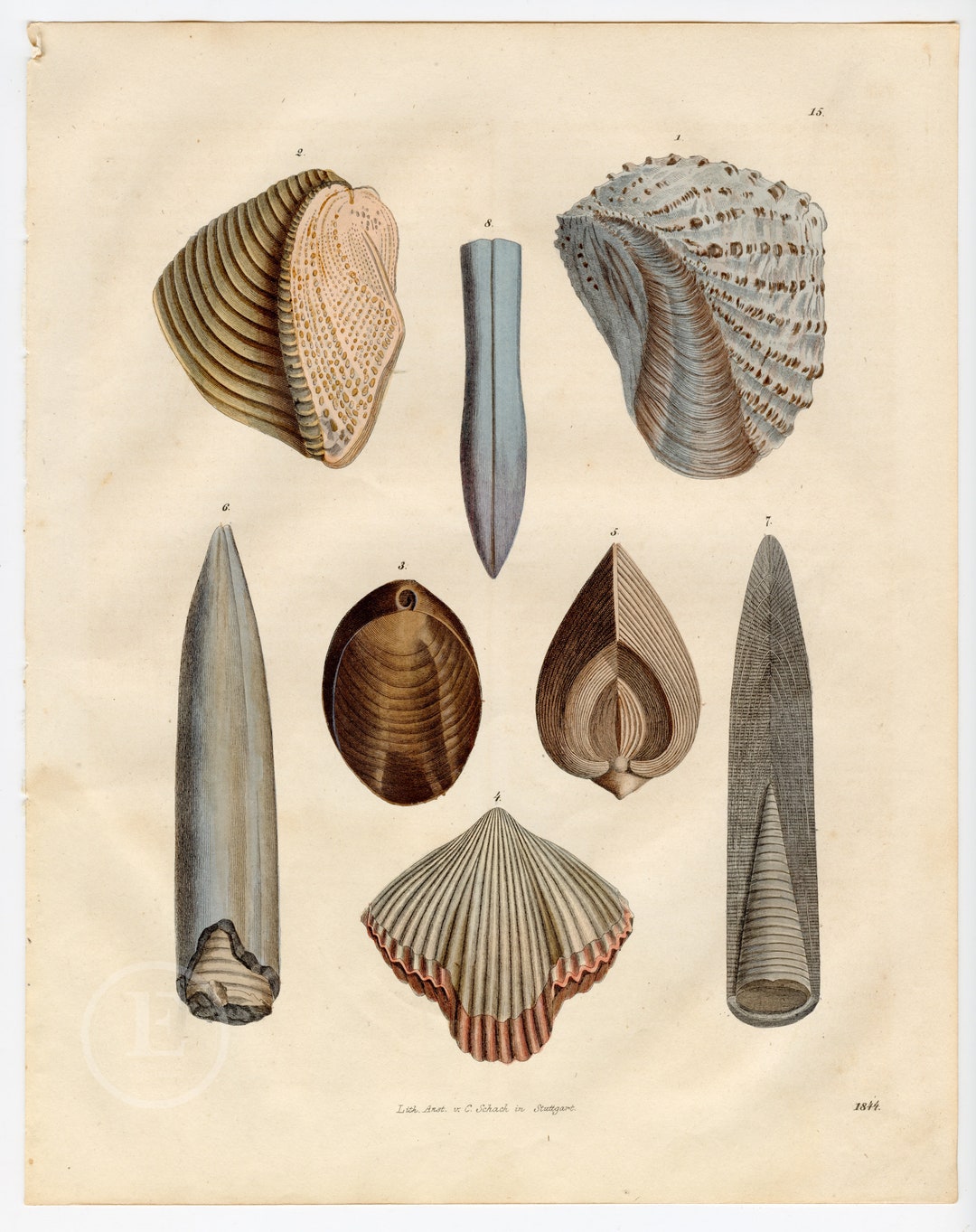 1844 Sea Shells Including Clams, Cockles, Razor-clams and Mussels ...