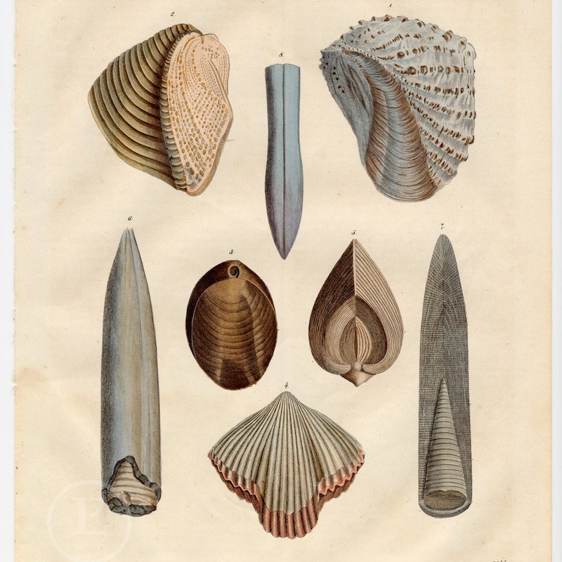 Cockle Shell Book - Etsy