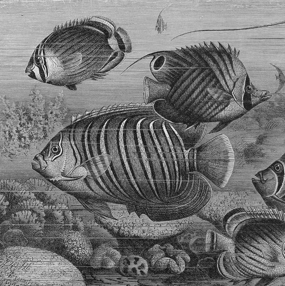 Group of Scaly-finned Fishes - Original Color Lithography From the ...
