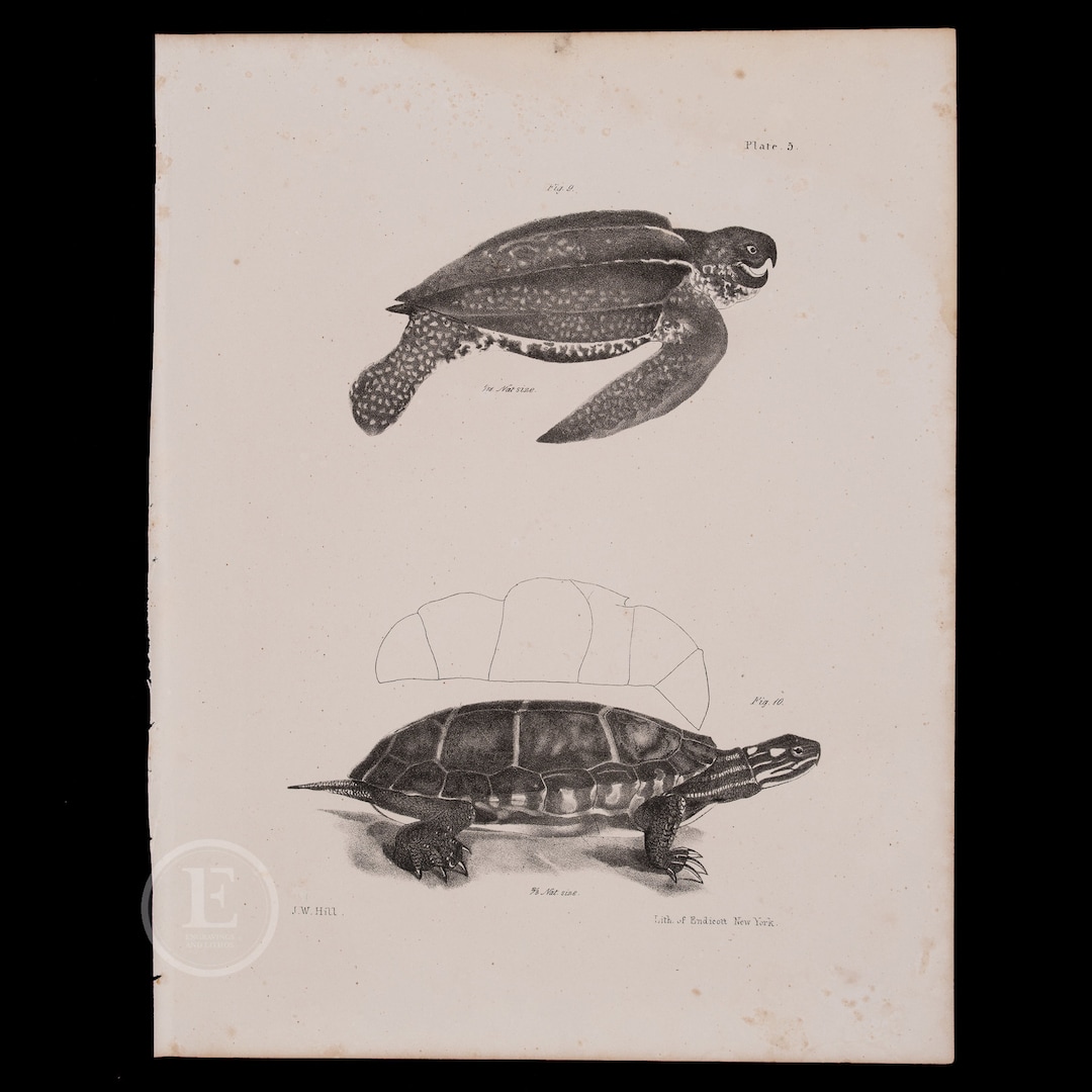 The Leather Turtle and the Painted Tortoise - Original Lithography From ...