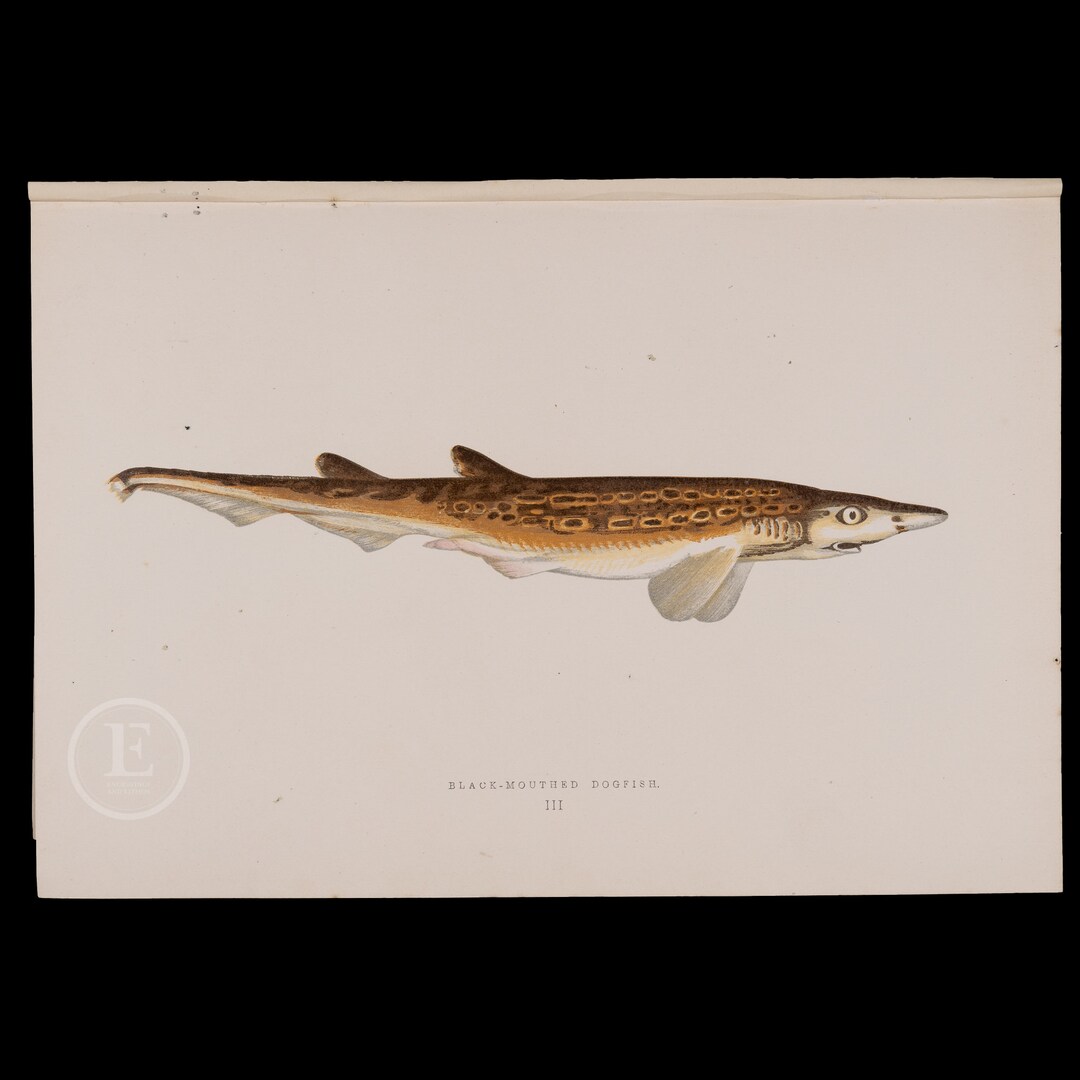 BLACK-MOUTHED DOGFISH - Lithograph 1884, London for "history of the ...