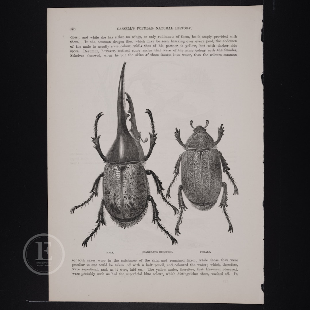 1857 the Hercules Beetle: Male and Female - Original Lithograph From ...