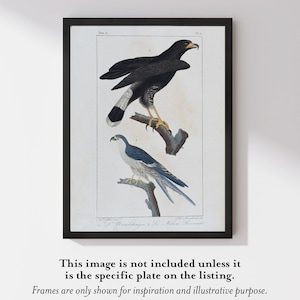 1829 Mongoose, Lemming and Arctic Fox / Authentic Steel Engraving From ...