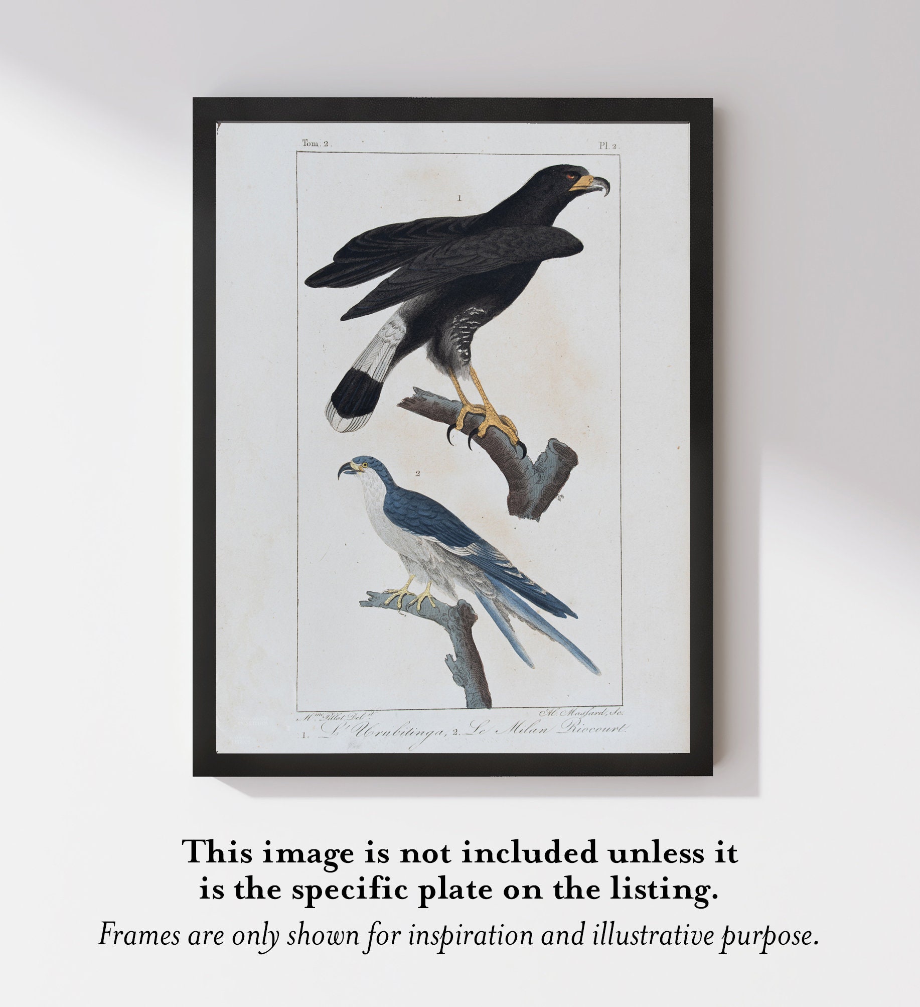 1829 - Chestnut-bellied Bird, Great Northern Diver and Horned Grebe ...