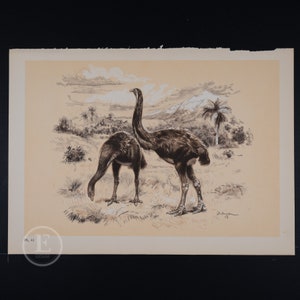 Dinornis: Extinct Giant Moa Birds - Original Vintage Lithograph Print ...
