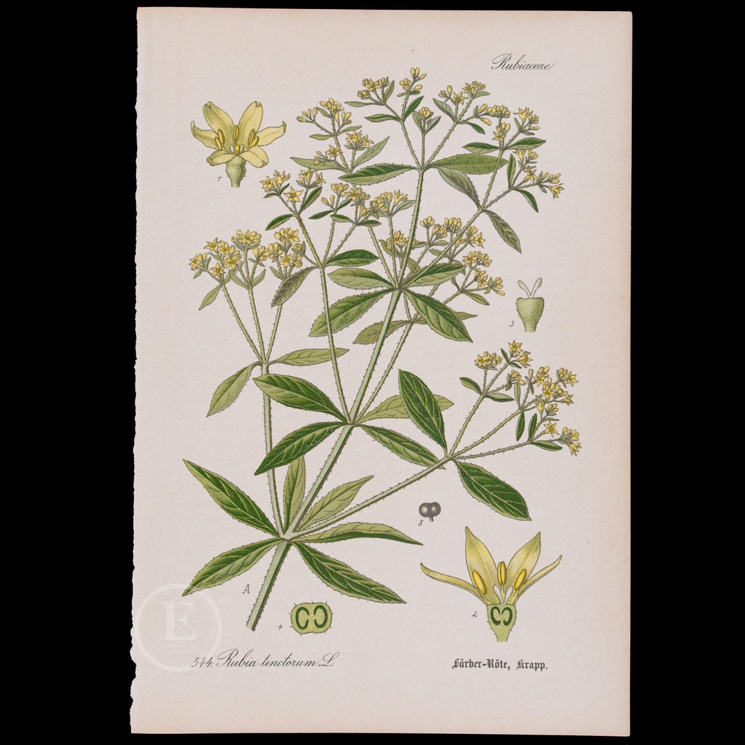 The Rose Madder Perennial Plant: Botanical Original Antique Print ...