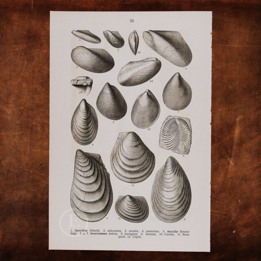 ANCIENT FOSSILS SHELLFISH: Gervillia, Aucella, Inoceramus - Original ...