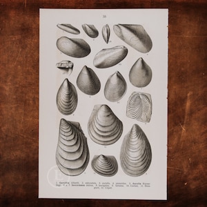 ANCIENT FOSSILS SHELLFISH: Gervillia, Aucella, Inoceramus - Original ...