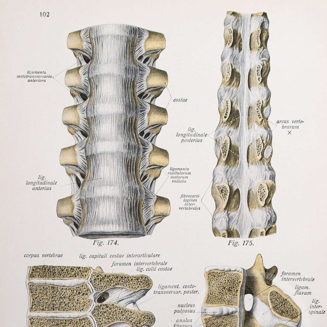 Joints and Ligaments of the Spine / Spongy Bone / Human Anatomy ...