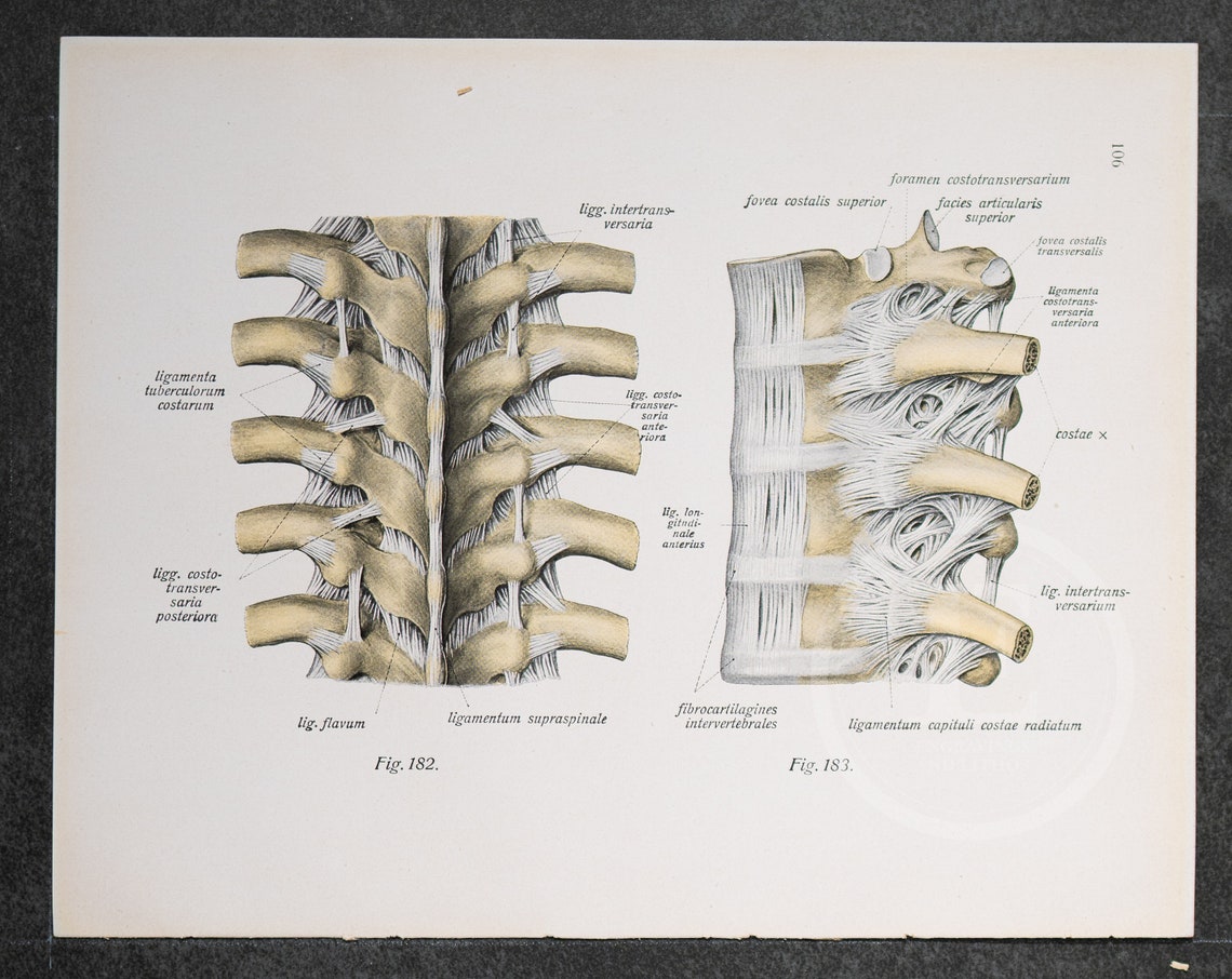 Costovertebral Joints / Spine and Rib Joints / Human Anatomy ...