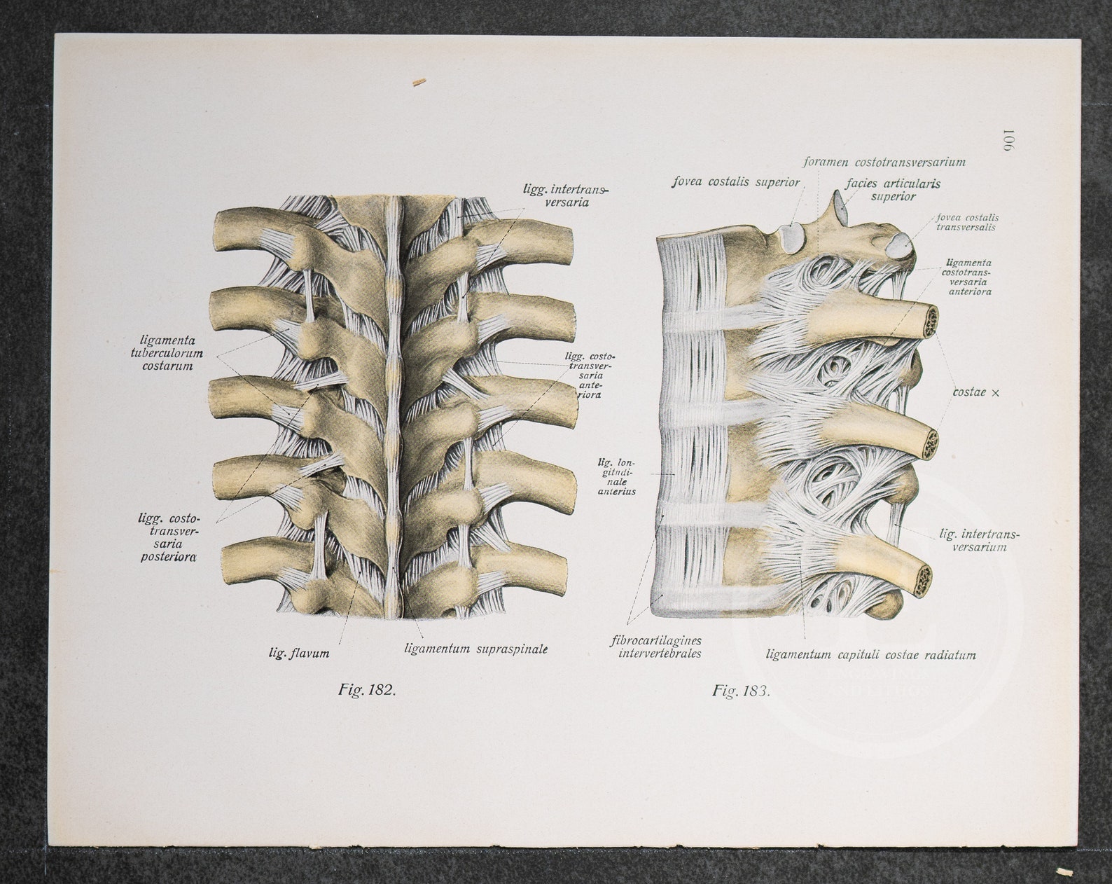 Costovertebral Joints / Spine and Rib Joints / Human Anatomy ...