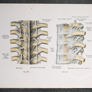 Costovertebral Joints / Spine and Rib Joints / Human Anatomy ...