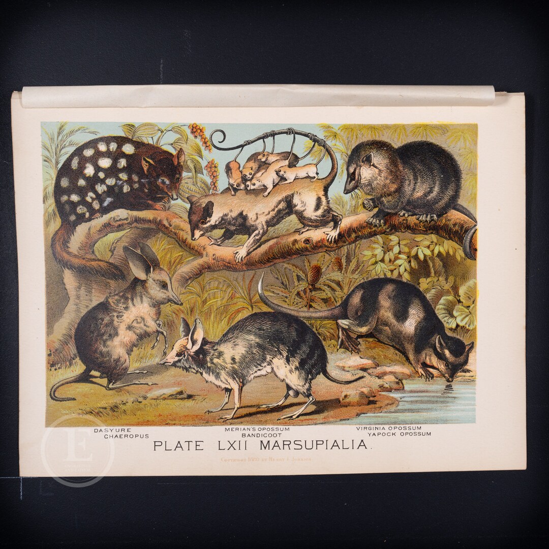 Virginia Opossum, Bandicoot, Dasyure, Yapock Opossum Original Litho ...
