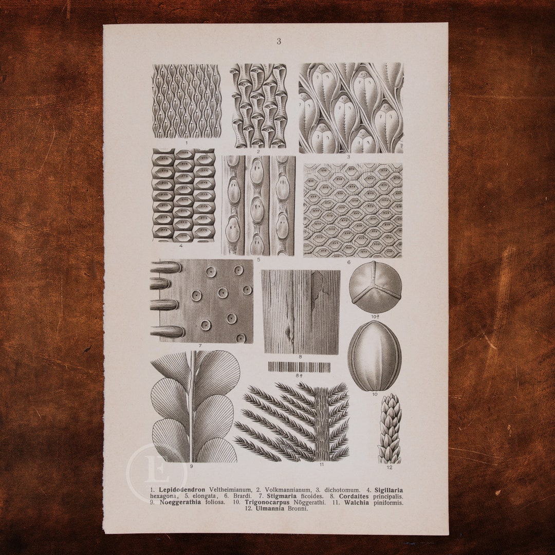 FERNS: Scale Tree, Clubmoss, Sigillaria, Stigmaria, Discinites, Walchia ...