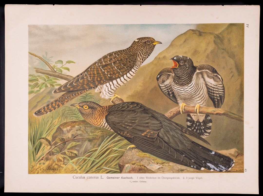 Common Cuckoo: Female and Two Youngs - Big Chromolithographed Antique ...