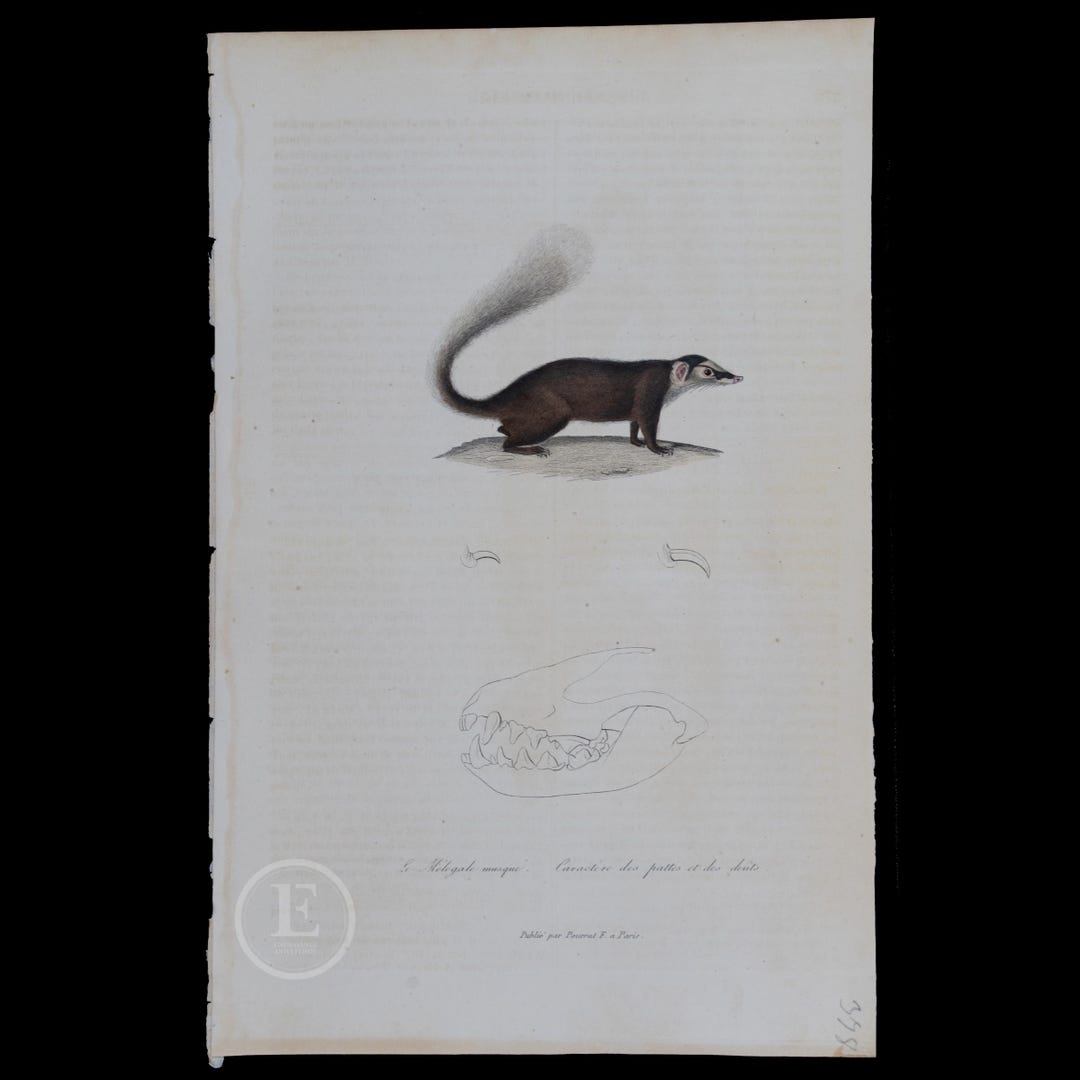 1840 LONG-TAILED SHREW - Hand-colored Steel Engraving With Gum Arabic ...