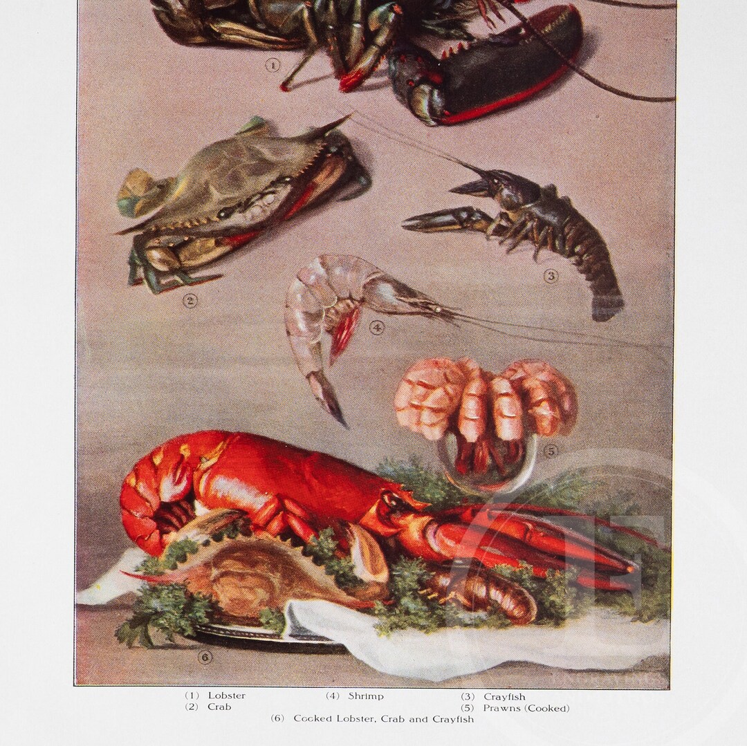 Crustaceans - Original Vintage Color Lithography 1911 - Etsy