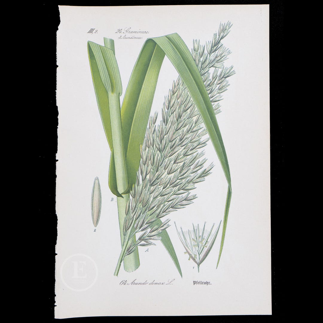 1886 GIANT REED, Perennial Grass Flora of Germany, Austria and ...
